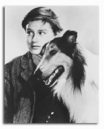 (SS2081079) Television picture of Lassie buy celebrity photos and ...