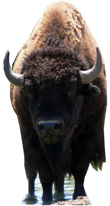 (SS6000) lifesize cardboard cutout of Bison buy cutouts at starstills.com