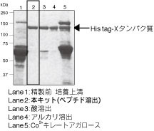 His tagged Protein PURIFICATION KIT [Catalog No.: MBL-3310,MBL-3310A]