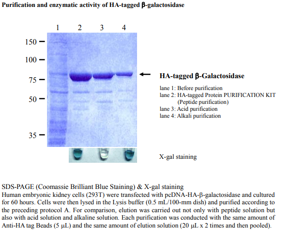 HA tagged Protein PURIFICATION KIT [Catalog No.: MBL-3320]