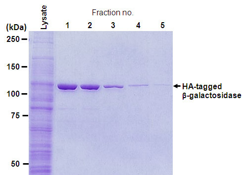 HA-tagged Protein Purification Gel [Catalog No.: MBL-3321]