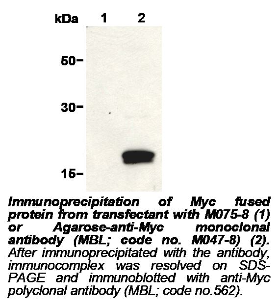 Mouse IgG1 (isotype control)-Agarose (Clone: 2E12) [Catalog No.: MBL ...