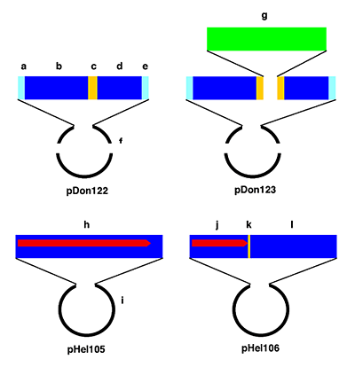 Tol1-based transgenesis vector [Catalog No.: CSR-CT-NU-002-1]