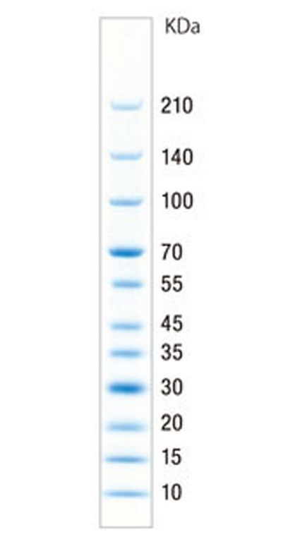 SIMASIMA Prestained Broad Range Protein Ladder [Catalog No.: DCB-SS2000 ...