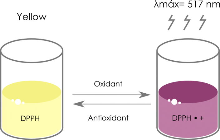 DPPH Antioxidant Capacity Assay Kit