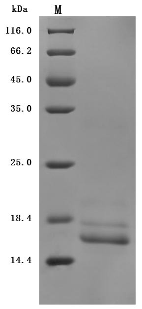 Recombinant Mouse Transthyretin(Ttr) (Active) (CSB-MP025270MO)
