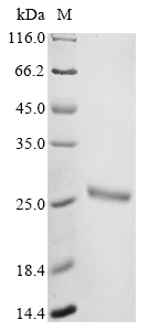 Recombinant Pseudomonas aeruginosa Type IV major pilin protein PilA ...