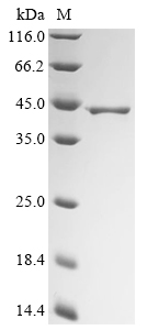 Recombinant Blomia tropicalis Paramyosin,partial (CSB-EP843125BTN)