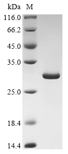 Recombinant Escherichia coli Acyl carrier protein phosphodiesterase ...
