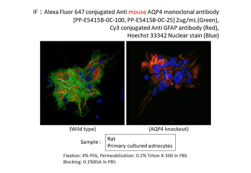 Anti Aquaporin4 (AQP4, PPX-PP-E5415B-0C-25) mAb