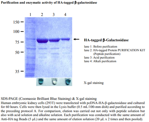 HA tagged Protein PURIFICATION KIT [Catalog No.: MBL-3320]