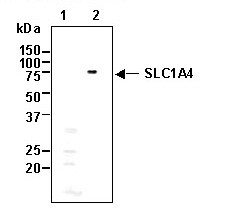 Anti-SLC1A4 (ASCT1) (Human) pAb [Catalog No.: MBL-BMP028]
