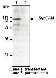 Anti-SynCAM (TSLC1/CADM1) (Human) mAb (Clone: 3E1) [Catalog No.: MBL ...