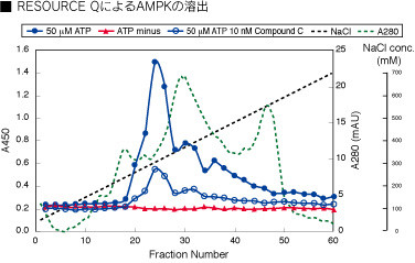 CycLex® AMPK Kinase Assay Kit [Catalog No.: MBL-CY-1182]