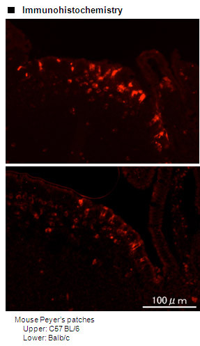 Anti-GP2 (Glycoprotein 2) (Mouse) mAb-Biotin (Clone: 2F11-C3) [Catalog ...