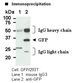 Mouse IgG3 (isotype control) (Clone: 6A3) [Catalog No.: MBL-M078-3]