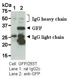 Rat IgG2c (isotype control) (Clone: 6E12) [Catalog No.: MBL-M082-3]