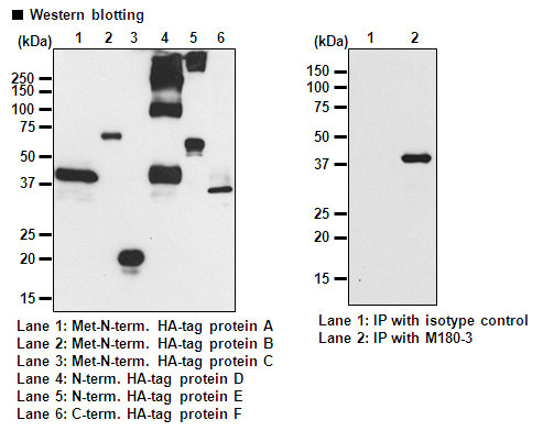 Anti-HA-tag mAb-HRP-DirecT (Clone: TANA2) [Catalog No.: MBL-M180-7]