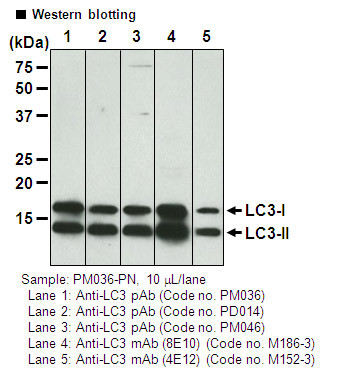 Positive control for Anti-LC3 Antibody [Catalog No.: MBL-PM036-PN]