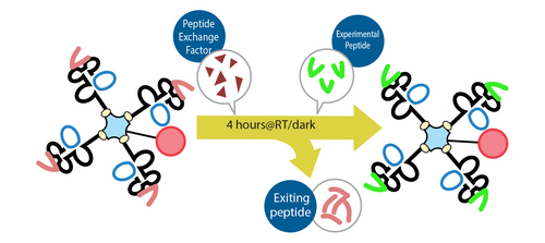 QuickSwitch™ Quant H-2 Kb Tetramer Kit-APC [Catalog No.: MBL-TS-7400-2R, Formerly: TB-7400-K2]