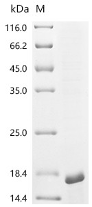 Recombinant Mus musculus papillomavirus type 1 E4 (E4) (CSB-EP5748GUH ...