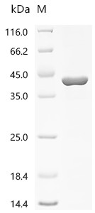 Recombinant Staphylococcus aureus Gamma-hemolysin component C (hlgC ...