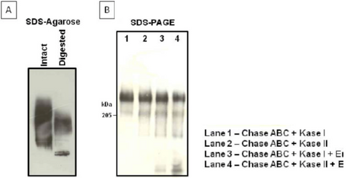 Anti Aggrecan mAb Antibody (Clone 6F4) [Catalog No.: CAC-PRPG-AG-M01]
