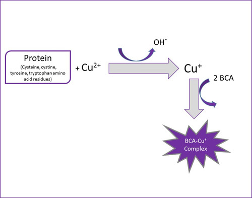 BCA Protein Assay Kit [Catalog No.: BQC-KB03005-1000, BQC-KB03005-200]