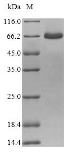 Recombinant Sindbis virus Structural polyprotein,partial (CSB-CF361018SHZ)