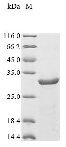 Recombinant Pig Interleukin-23 subunit alpha(IL23A) (CSB-CF873568PI)
