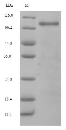 Recombinant Mouse Complement factor B(Cfb) (CSB-EP005268MO)