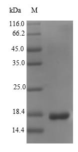 Recombinant Escherichia coli K99 fimbrial protein(fanC) (CSB-EP322992ENLe1)