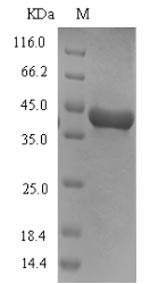 Recombinant Dog Arginine esterase (CSB-EP362734DO)