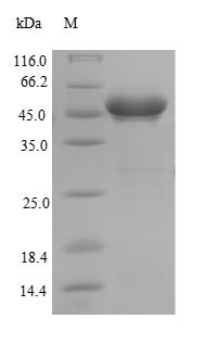 Recombinant Staphylococcus aureus Clumping factor A(clfA),partial (CSB ...
