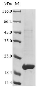 Recombinant Pisum sativum Leghemoglobin Lb120-8 (CSB-EP886636EWE)