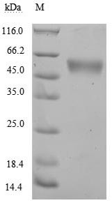 Recombinant Human NKG2-D type II integral membrane protein(KLRK1 ...