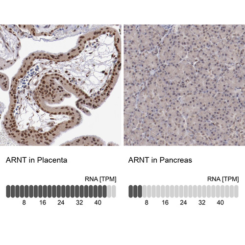 Anti ARNT pAb [Catalog No.: ATL-HPA001759]