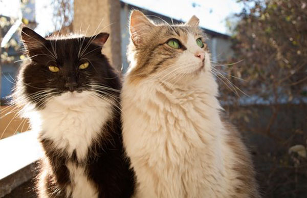 How To Introduce New Cats Into Your Home - CatGenie Australia