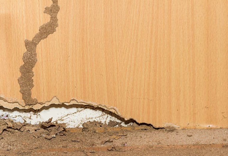 Tired of Pests in Your Walls? How DELTA®-BUG SCREEN Solves Hidden ...