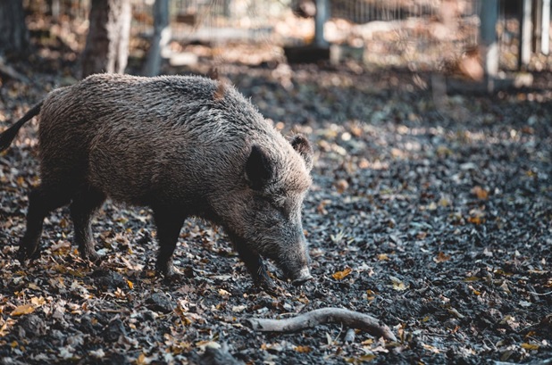 A Night Hog Hunting Checklist for AR-308/AR-10 Hunters - MCSGEARUP