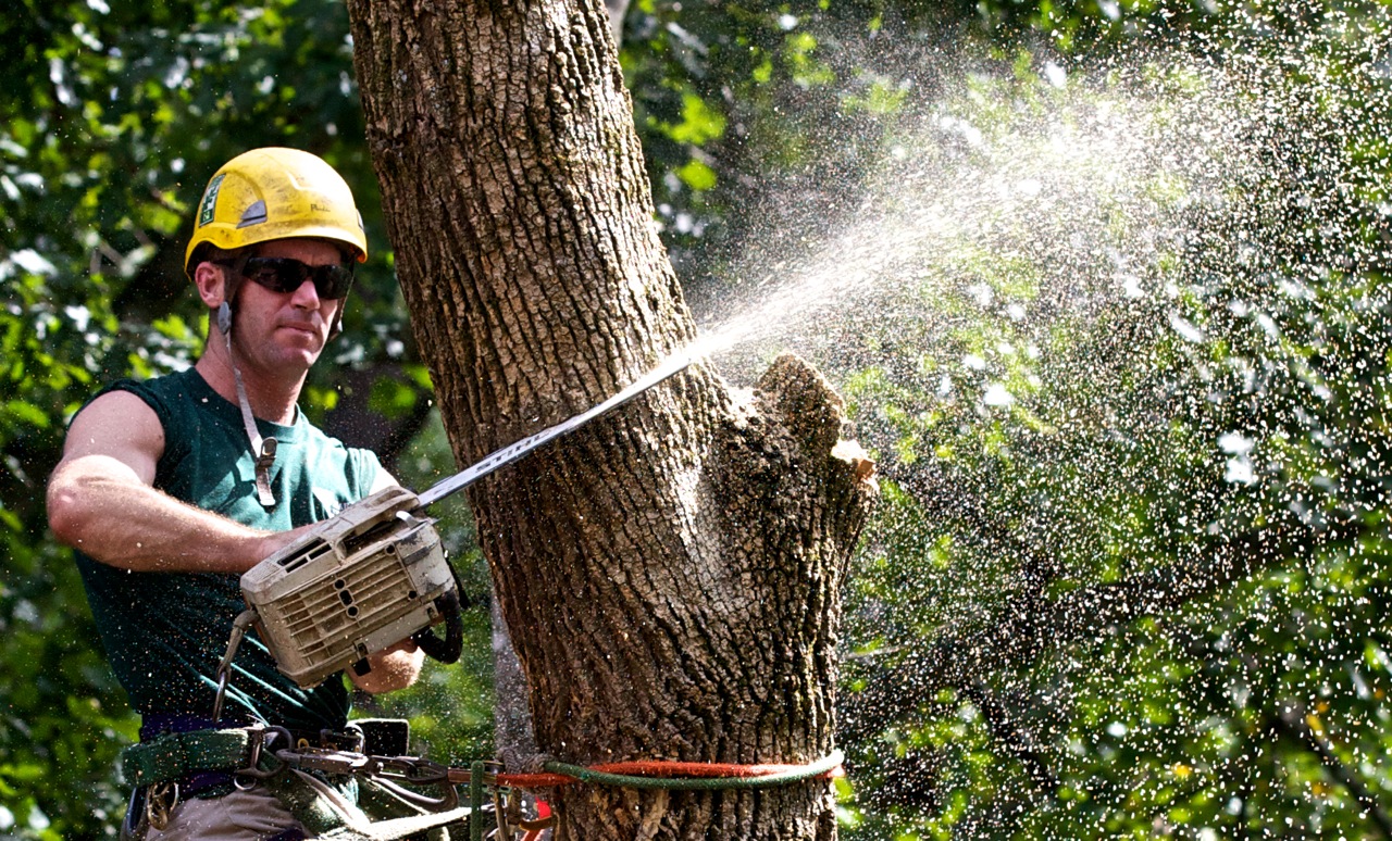 Tree Work Gets Its Own Category Online - Sierra Safety