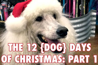 The 12 (Dog) Days of Christmas Part 1 - Hip Hound