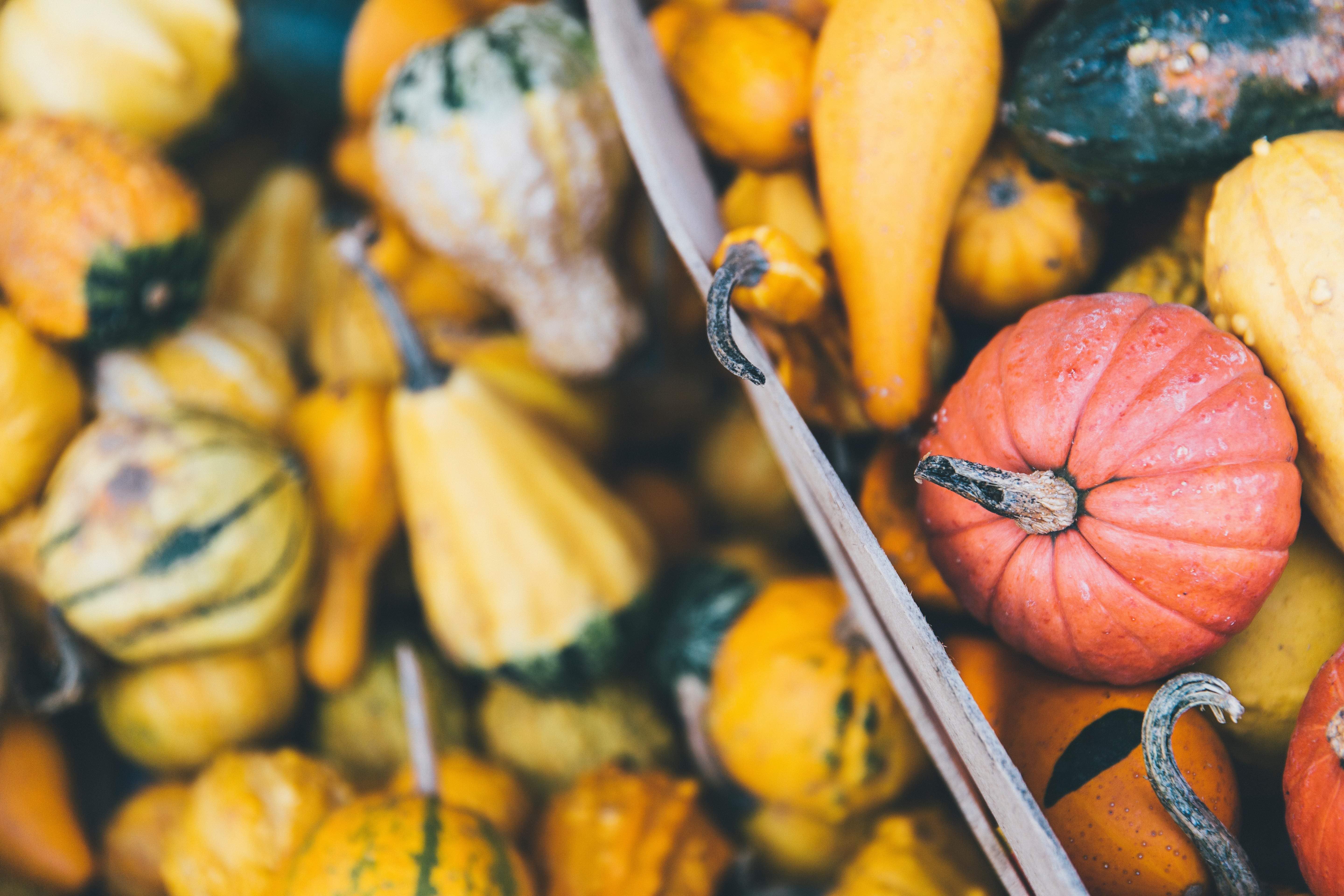 3 Health Tips to Boost Well-being in Fall - Zebra Organics