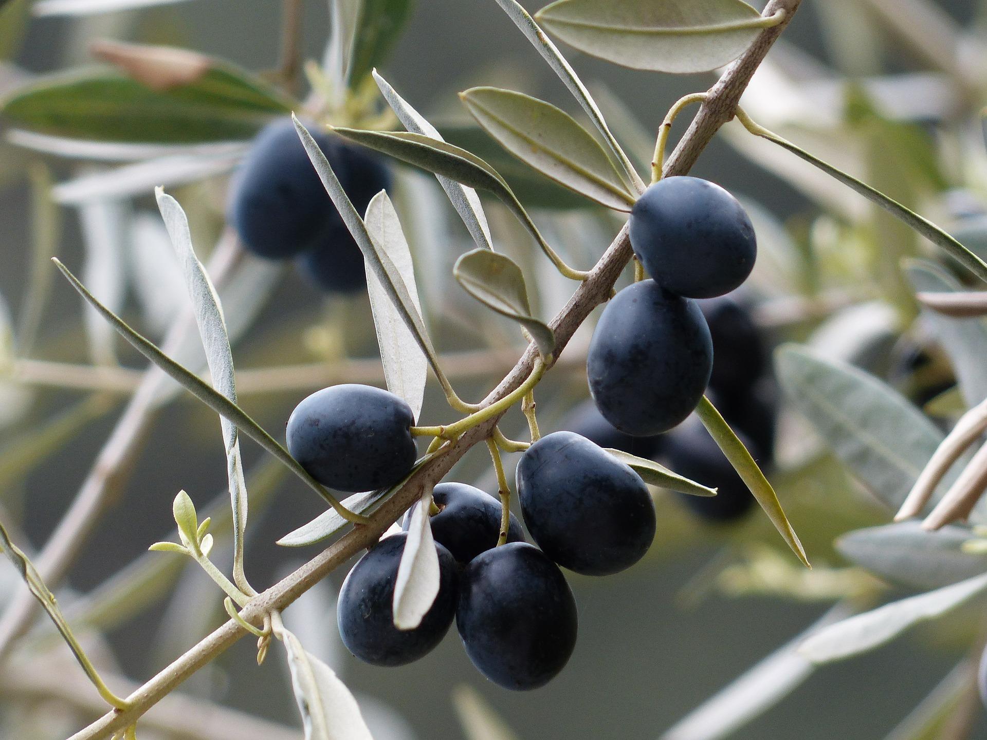 The Medicinal Benefits of Olives, Olive Oil and Olive Leaves - Zebra ...