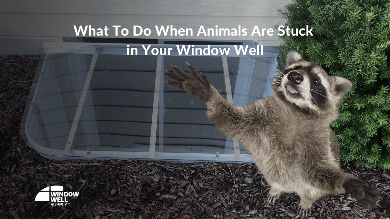 What To Do When Animals Are Stuck in Your Window Well - Window Well Supply