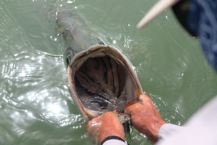 Shop by Experience - Saltwater - Tarpon - Umpqua Feather Merchants