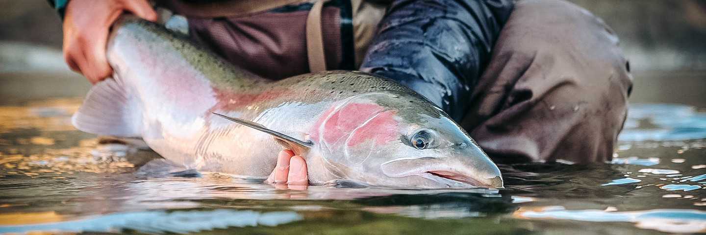 Shop by Experience - Freshwater - Steelhead - Umpqua Feather Merchants