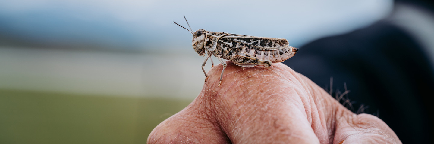 Flies - Hatch - Ants Beetles Hoppers - Umpqua Feather Merchants