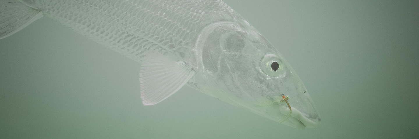 Shop by Experience - Saltwater - Bonefish - Umpqua Feather Merchants