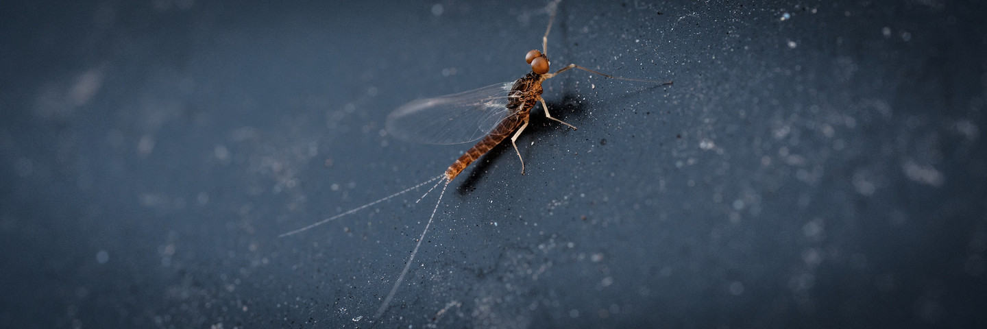 Flies - Hatch - PMD - Umpqua Feather Merchants